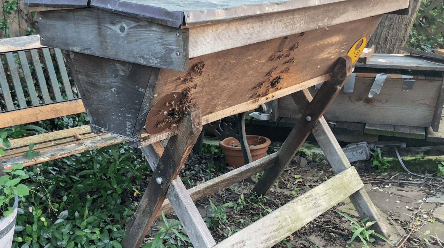 Texas Beekeeping 101